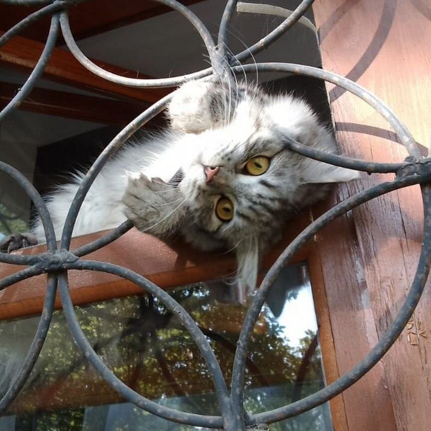 Сибирская кошка в добрые руки