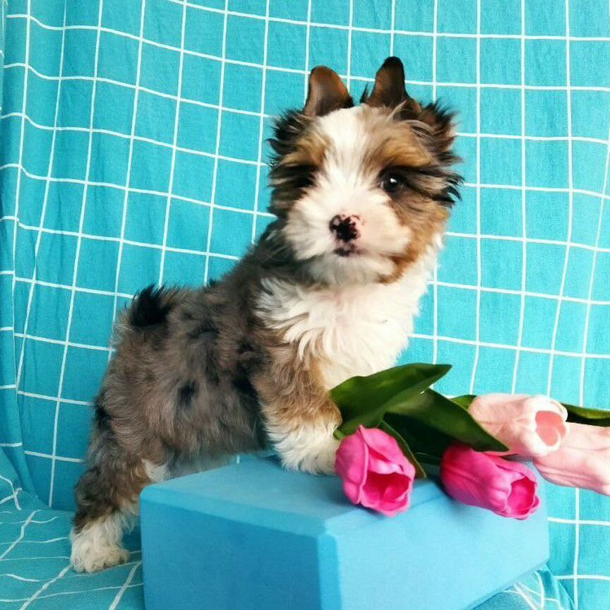 Мальчишка цветной йорк