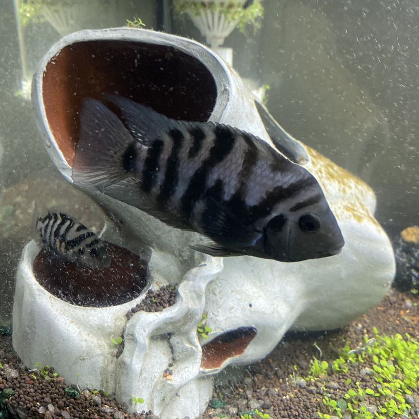 Самец с самкой Цихлазома чернополосая