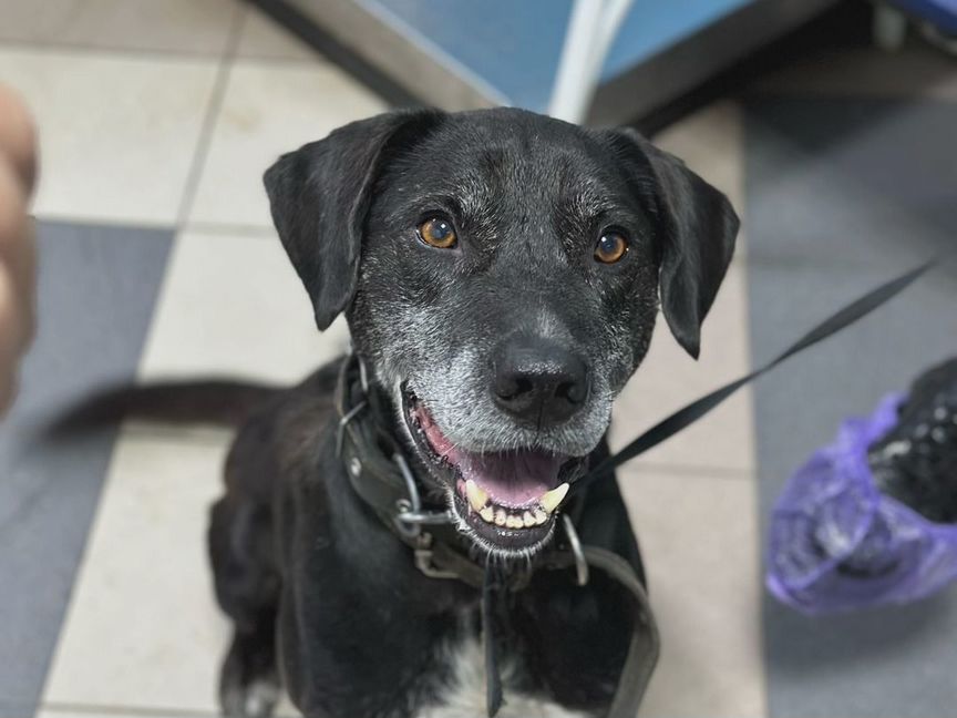 Ищу передержку для собаки на длительный срок