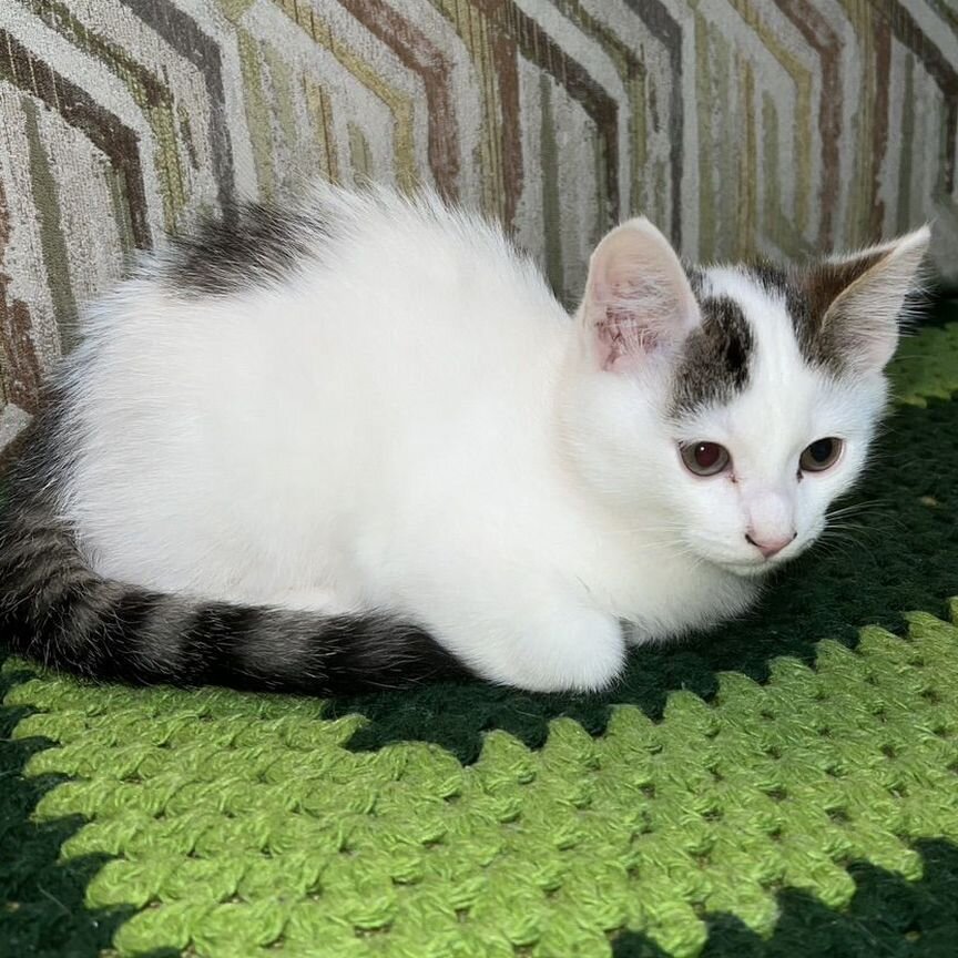 Котенок в добрые руки