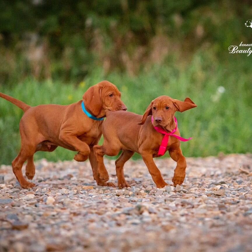 Щенки выжлы из питомника