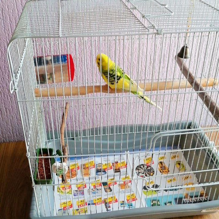 Попугай с клеткой