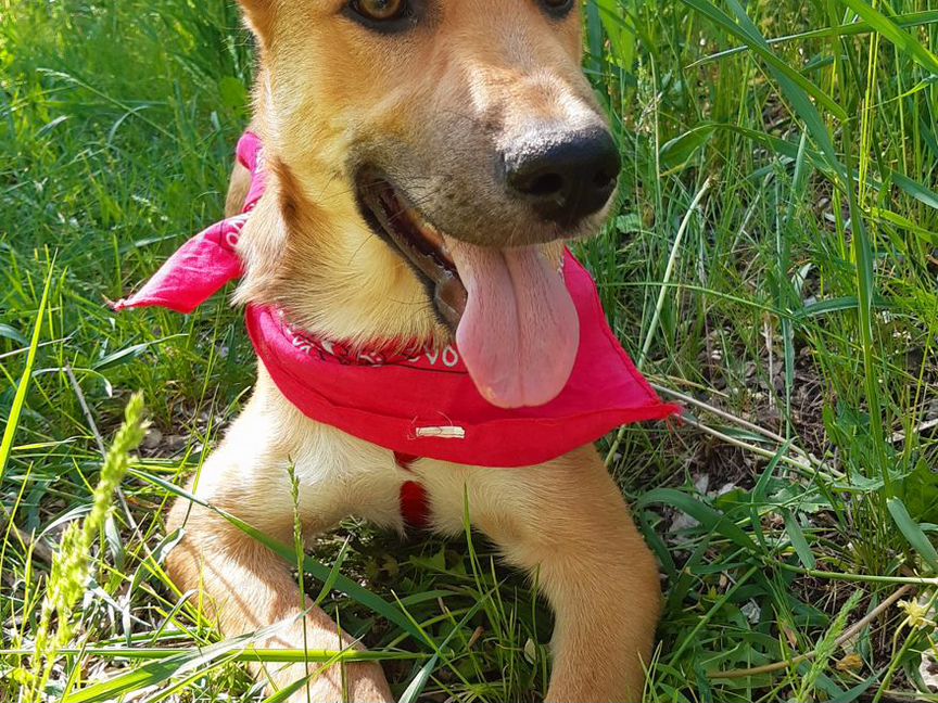 Щенок мальчик в добрые руки