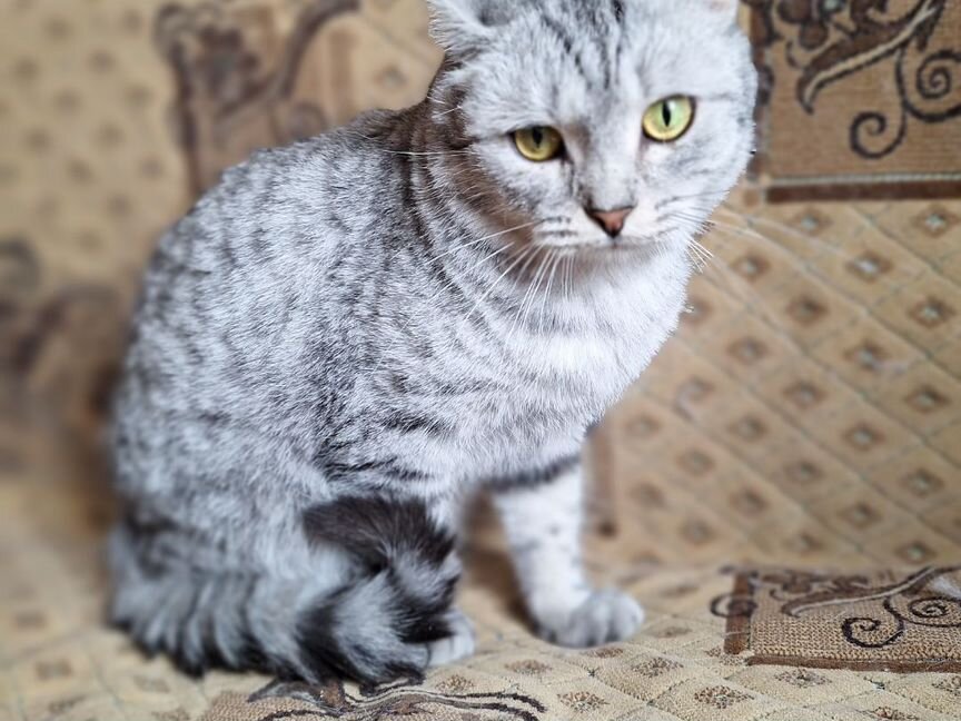 Шикарный молодой котик в добрые руки