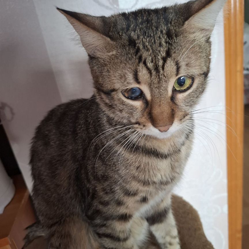 Активному котику нужен дом