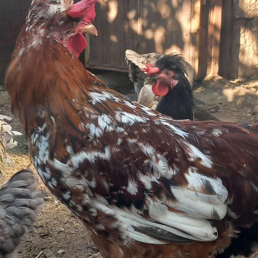 Петухи породистые