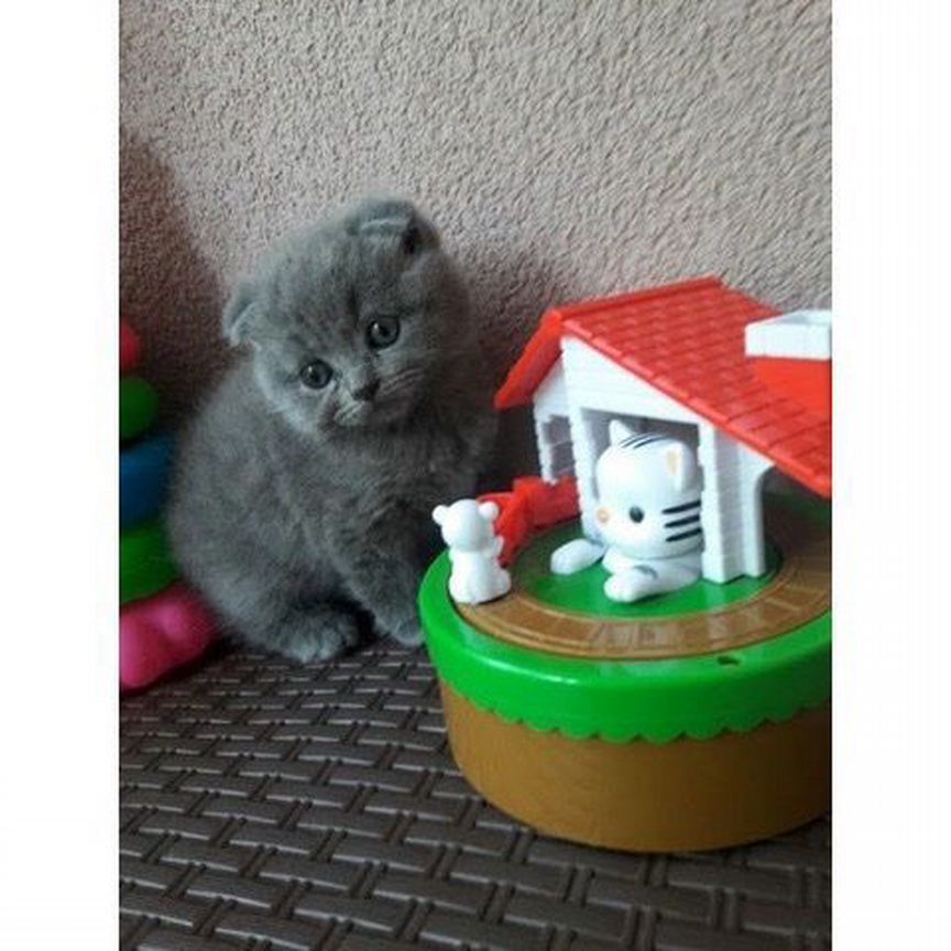 Шотландские вислоухие котята