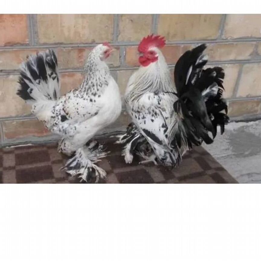 Молодой петух мильфлер