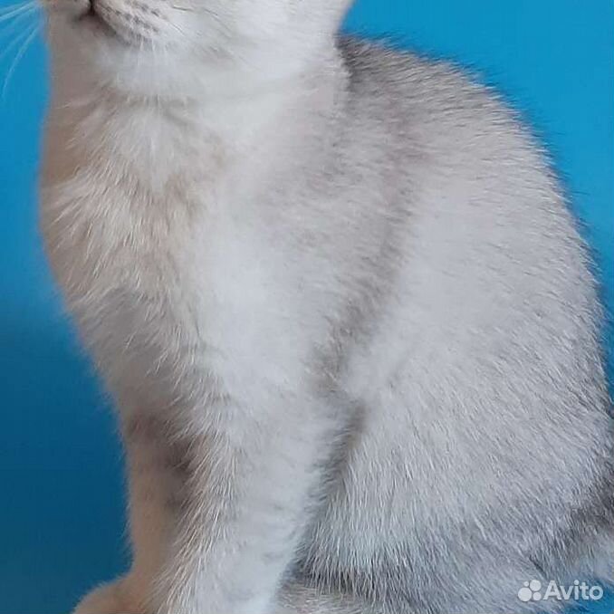 Серебристый красавец