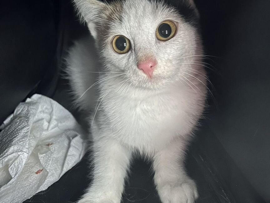 Котенок
