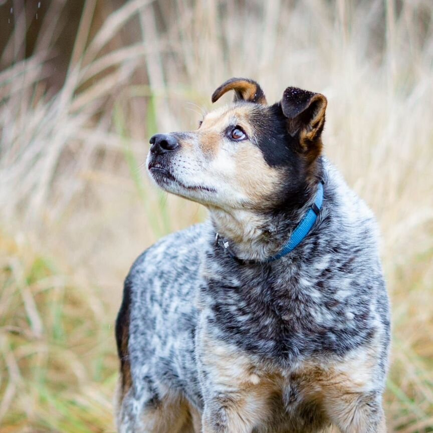 Тино пес из приюта