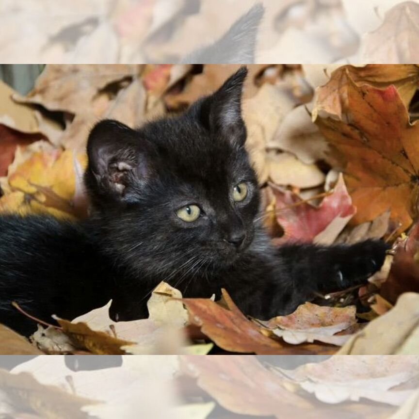 Котёнок в добрые руки