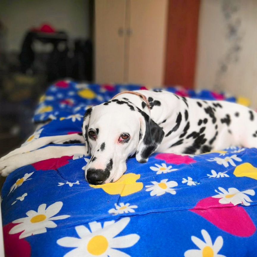 Собака долматинец