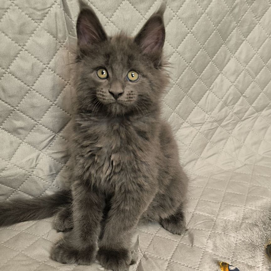 Мейн-кун котёнок