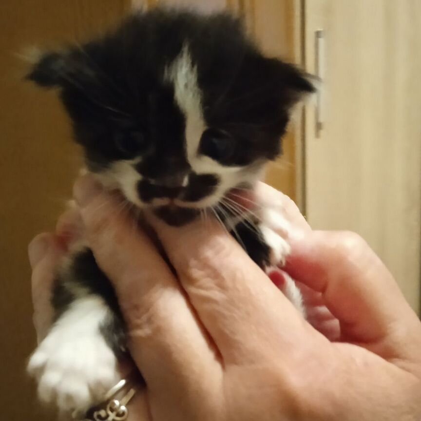 Котята в добрые ручки