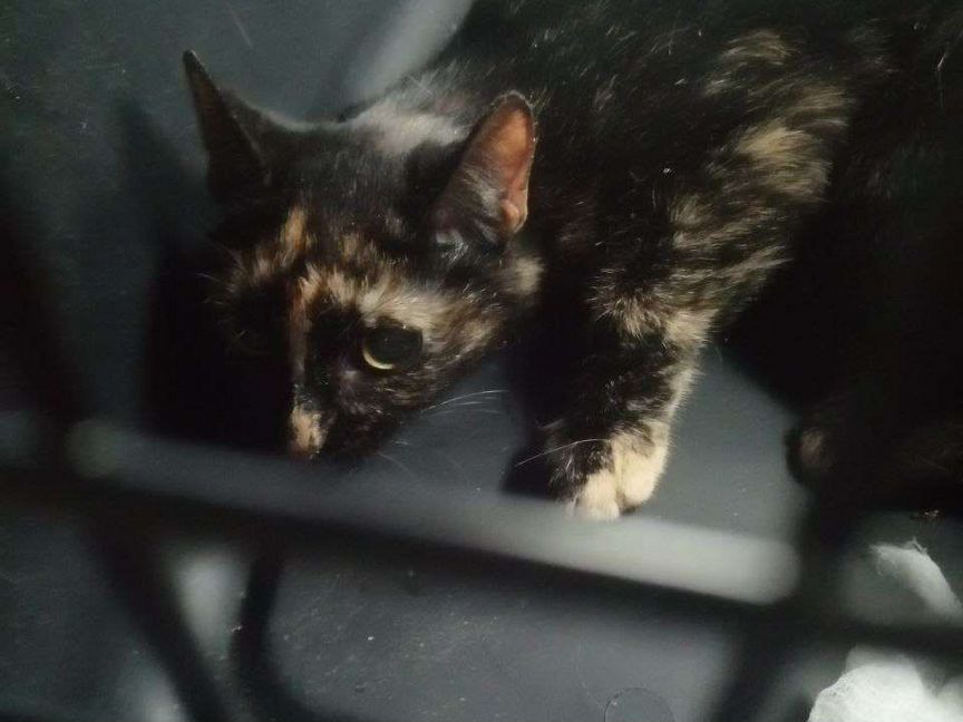 Масяня ищет дом и помощи