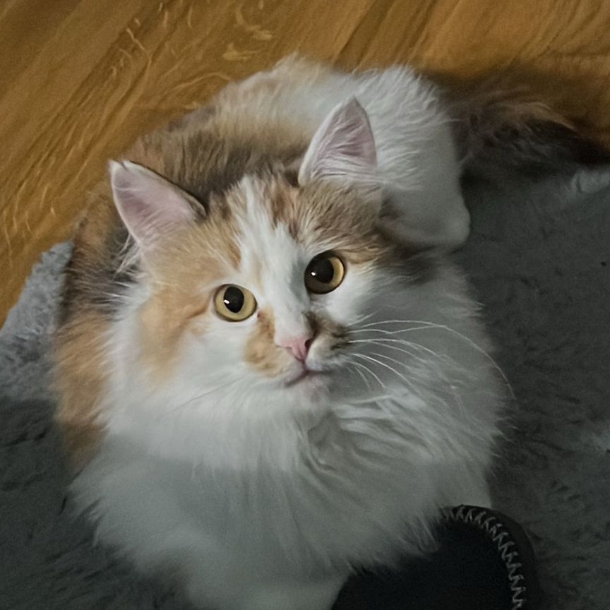 Юная кошка в добрые руки