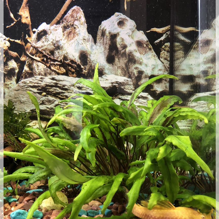 Криптокорина Украшение для аквариума