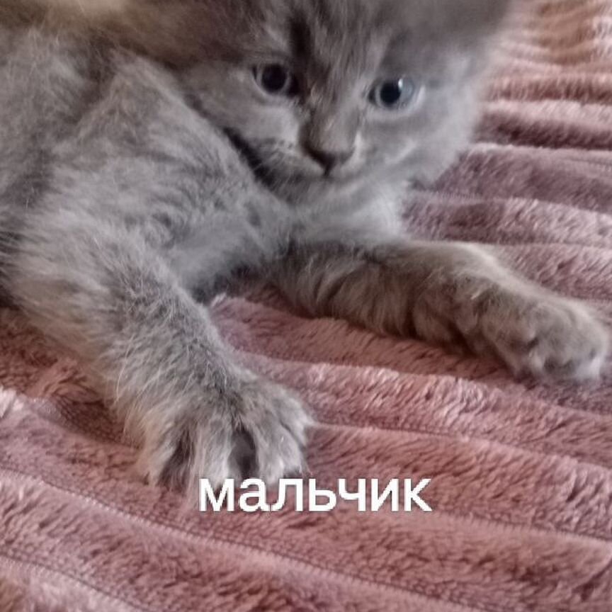 Котята в добрые руки бесплатно
