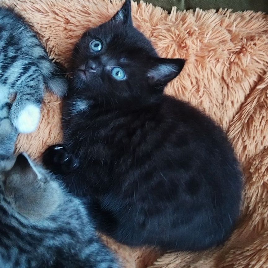 Британские котята