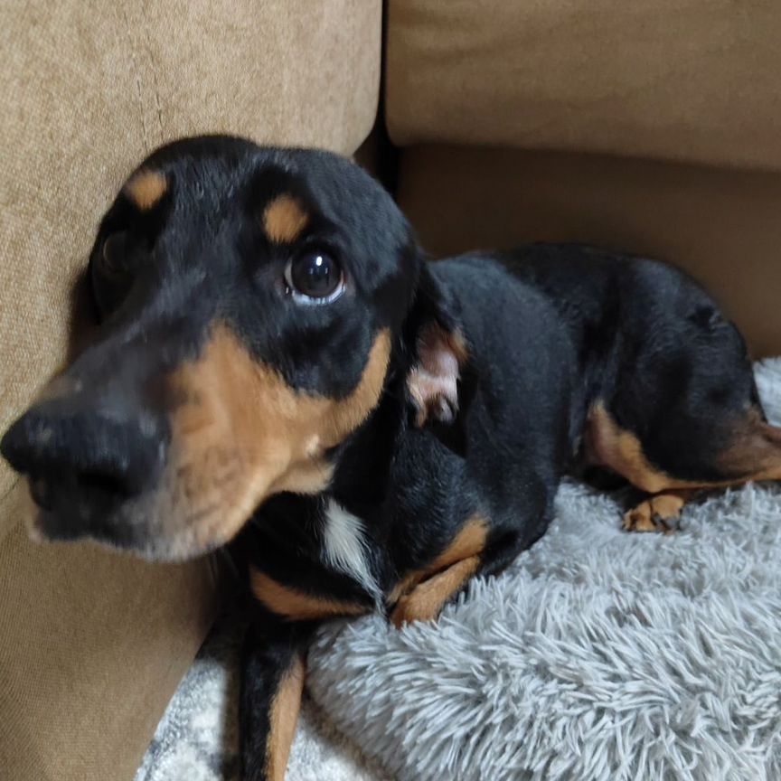 Щенок в добрые руки