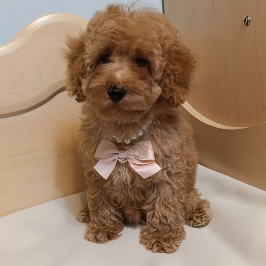 Той-пудель, щенок