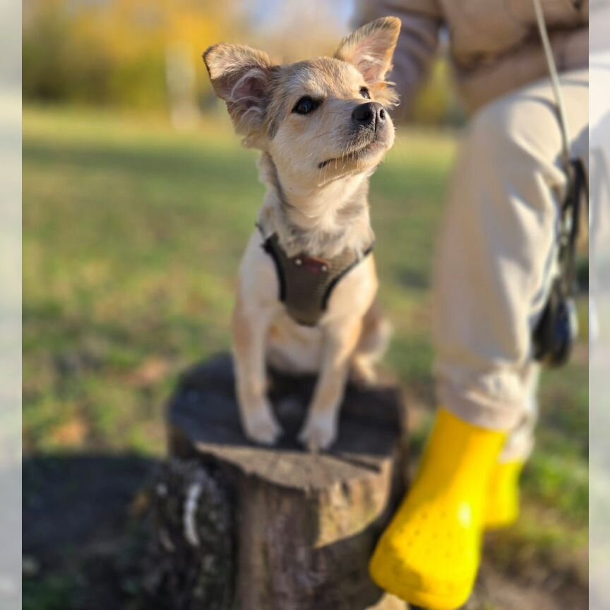 Щенок в добрые руки