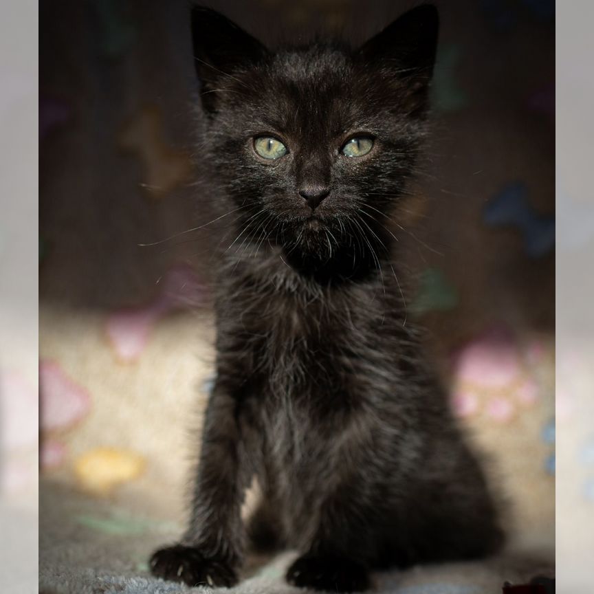 Котёнок в добрые руки