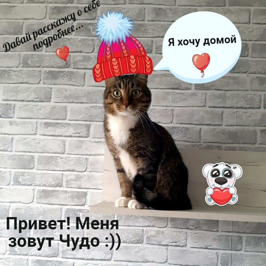 Котики бесплатно в добрые руки