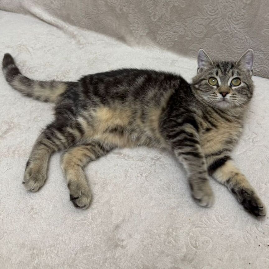 Котёнок от частного владельца