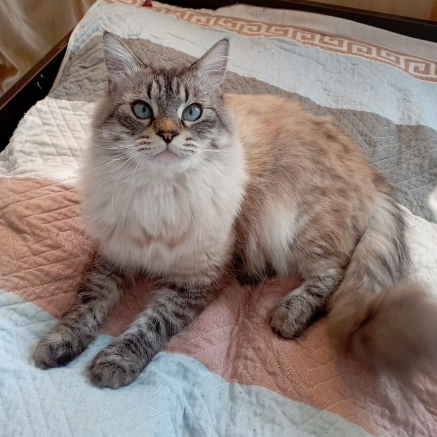 Кошка породистая