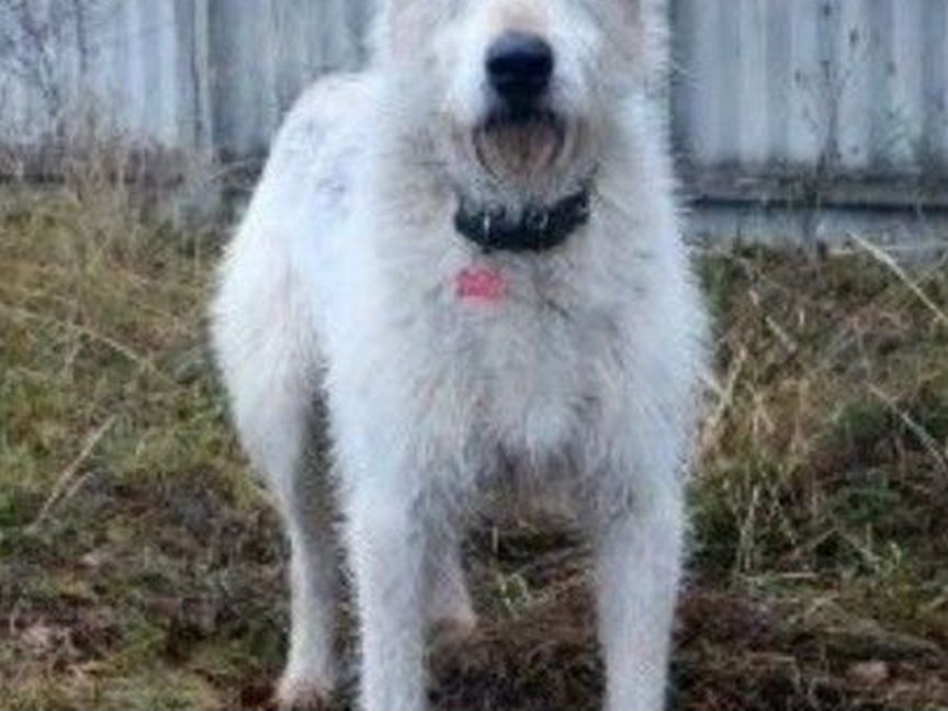 Старушка Дженни не знает, что такое дом