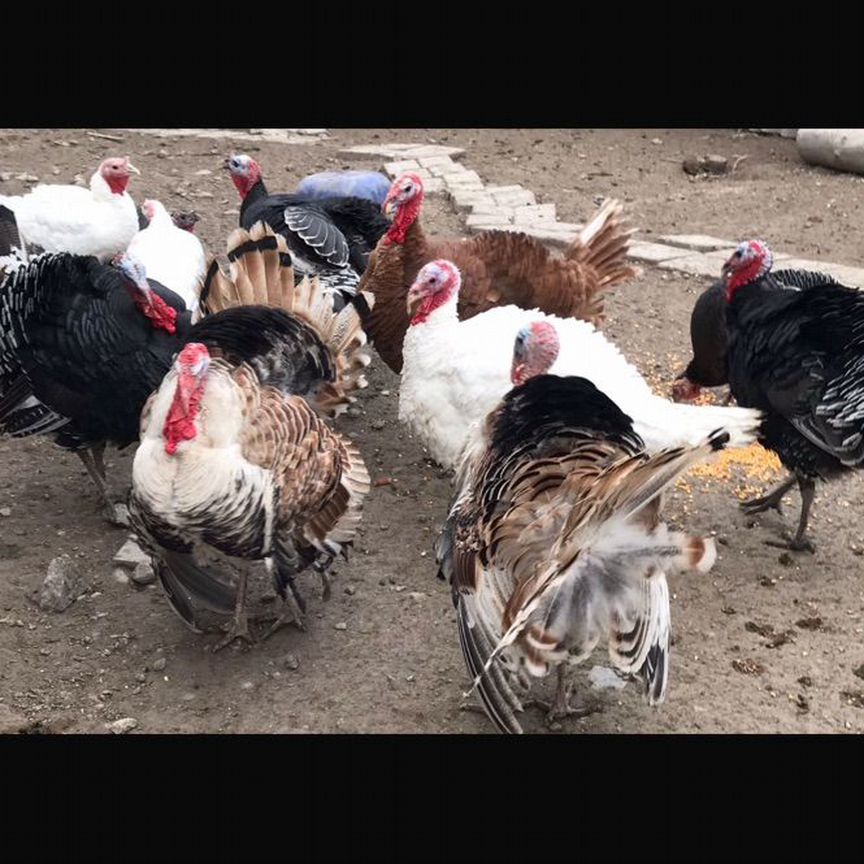 Домашиние индюки