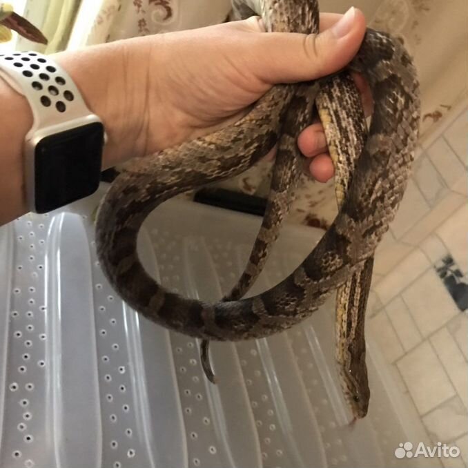 Маисовый полоз, самка