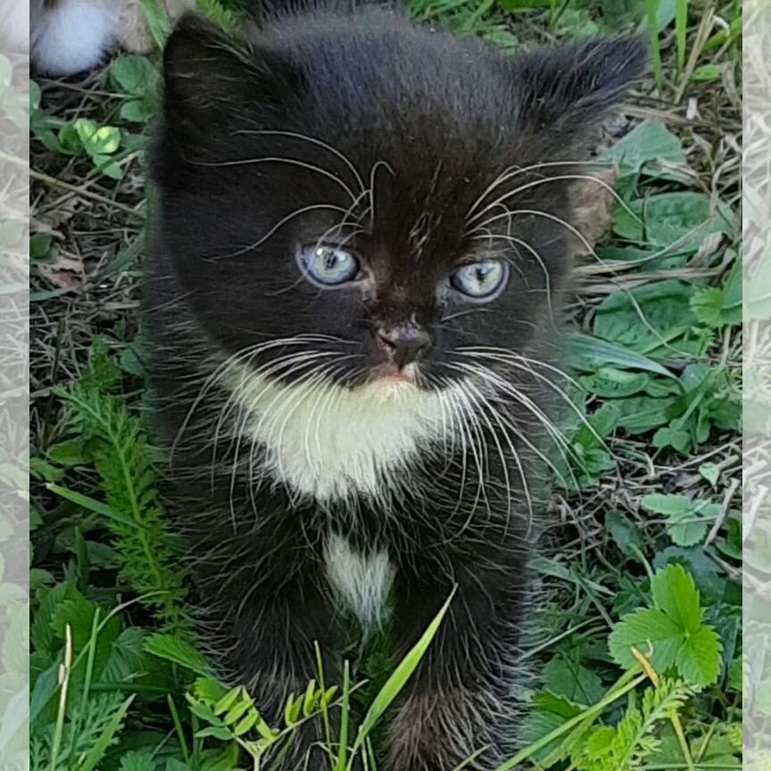 Котята в добрые руки бесплатно мальчик
