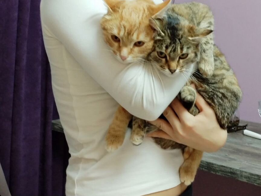 Дачные котята. Мальчик и девочка