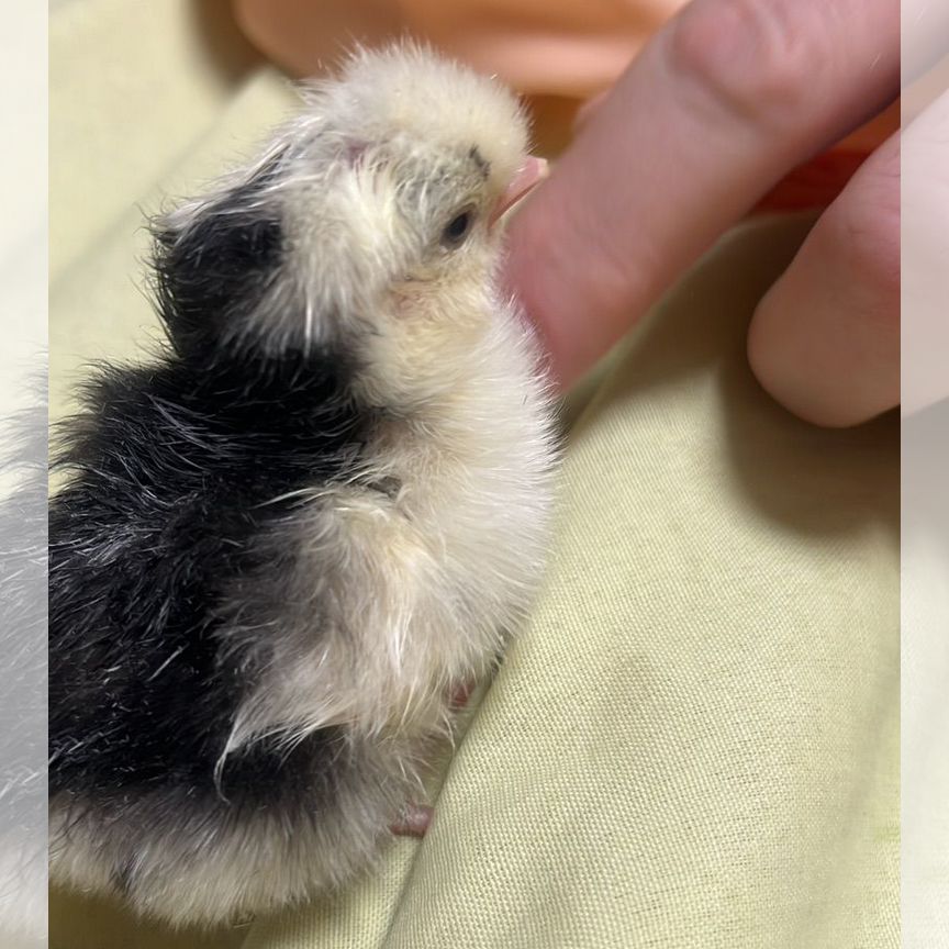 Недельные цыплята