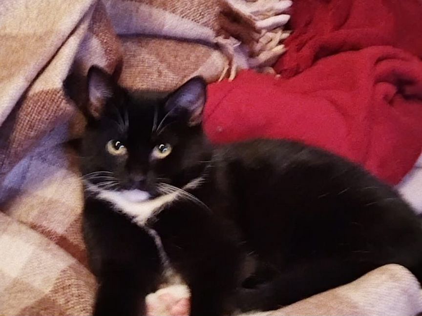 Кошка в дар