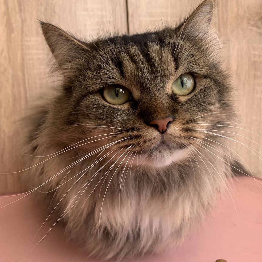 Настоящая Алиса ищет дом