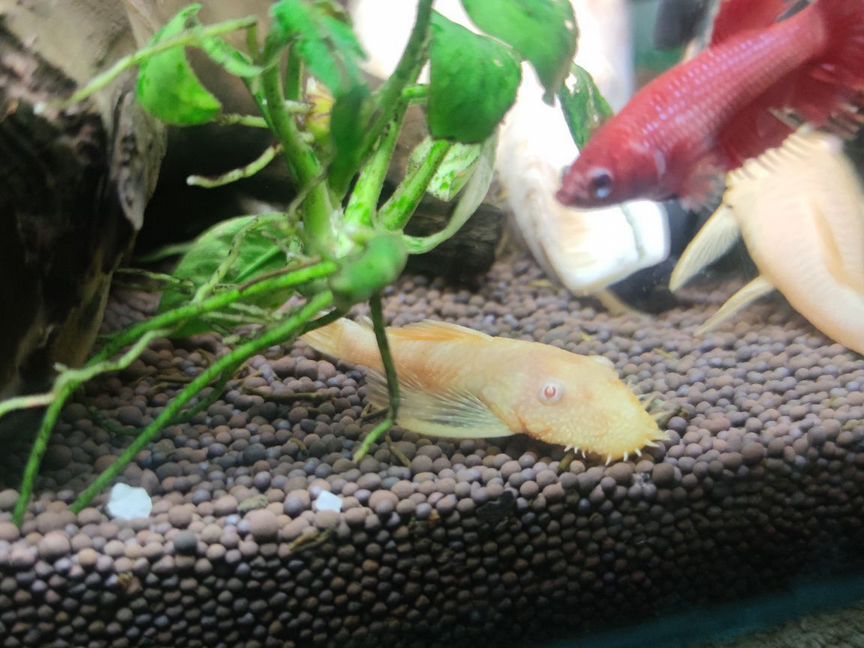 Аквариумные рыбки сомики