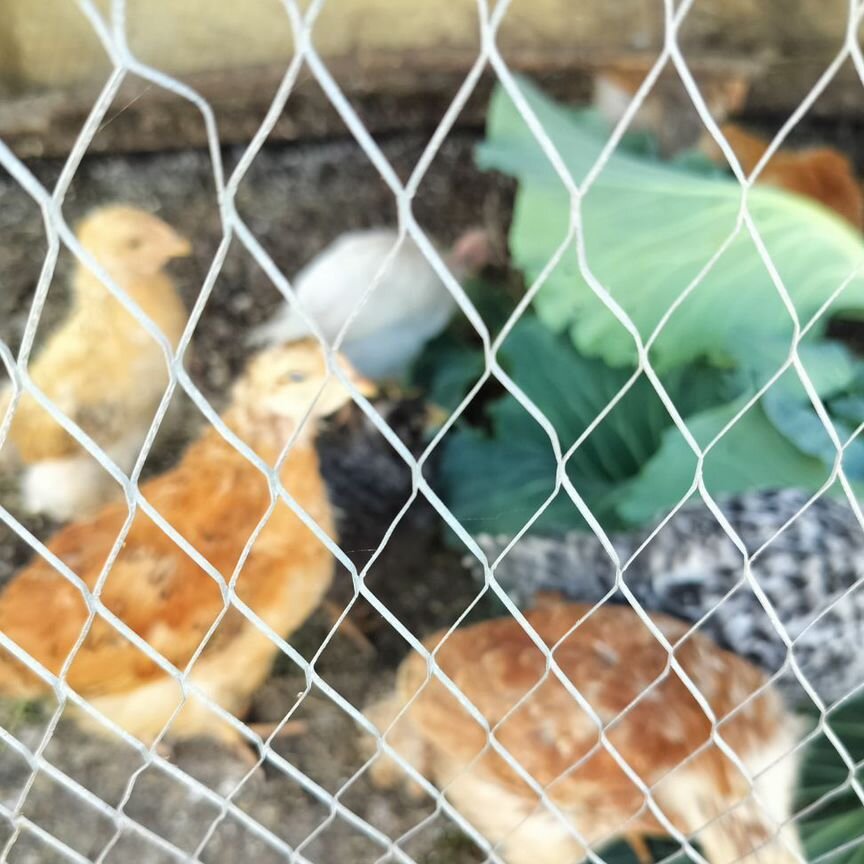 Цыплята несушки