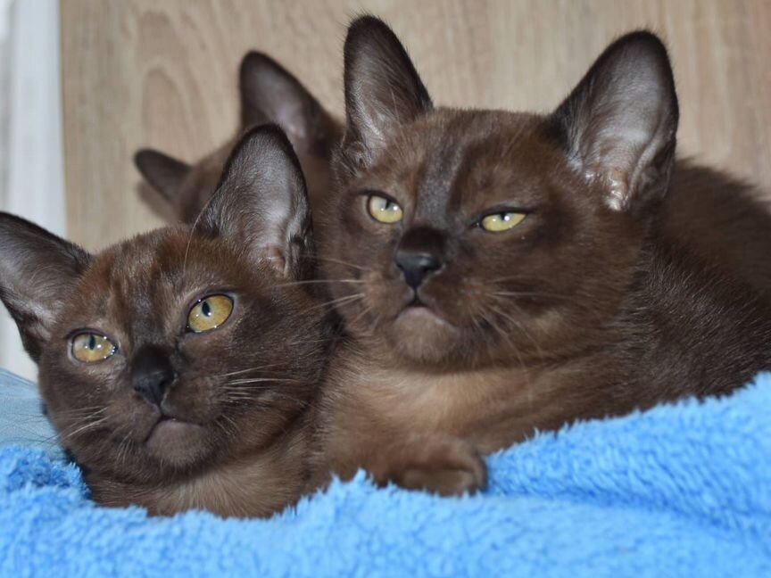 Бурманские.Мальчики -божьи одуванчики