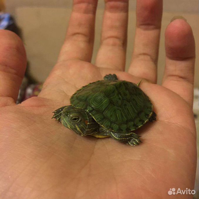 Красноухая черепаха маленькая