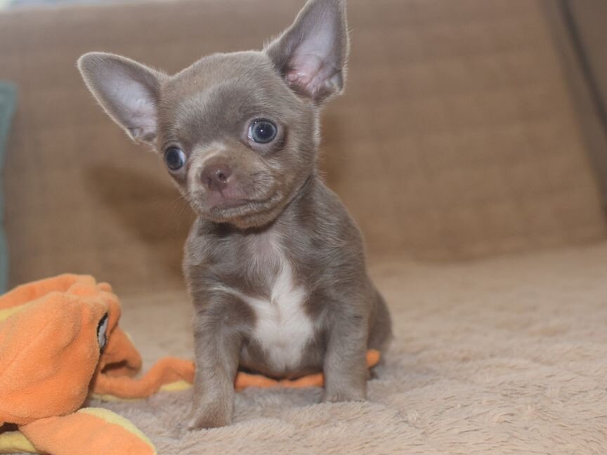 Лиловый красавчик Смурфик и Ко