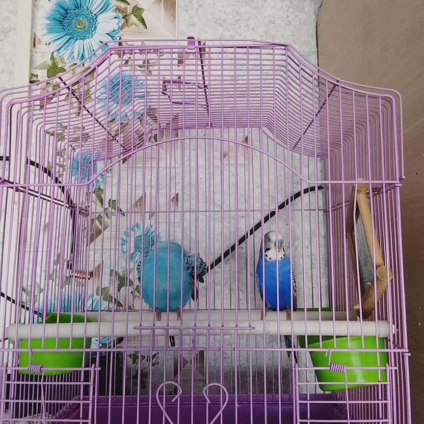 Волнистый попугай с клеткой