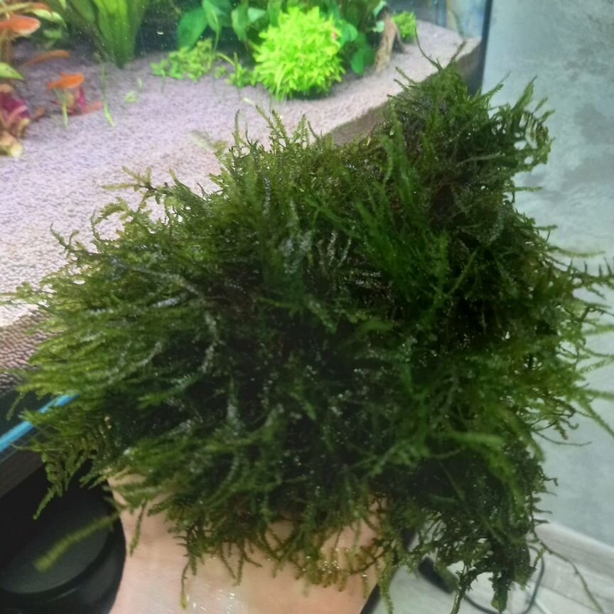 Мох крисмас