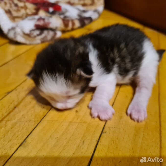 Очаровательный красавец