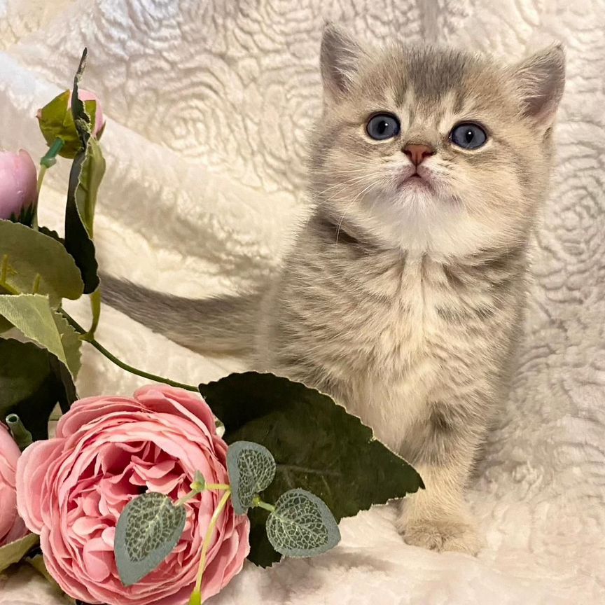 Британские котята из питомника