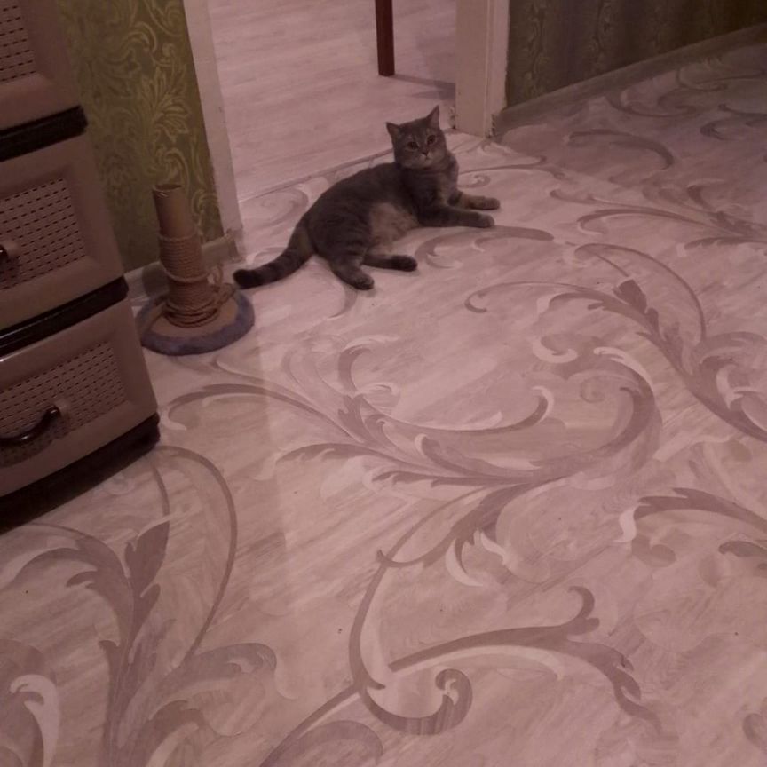 Шотландский кот отдам